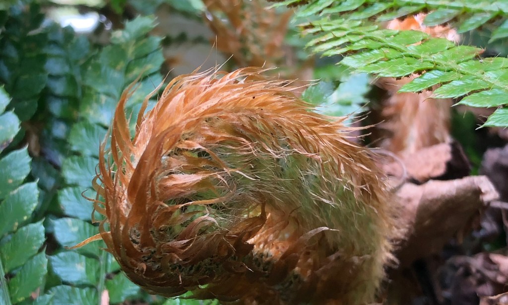 Spring Green #SundayStills #photoChallenge – Jacquie Biggar-USA Today Best-selling author