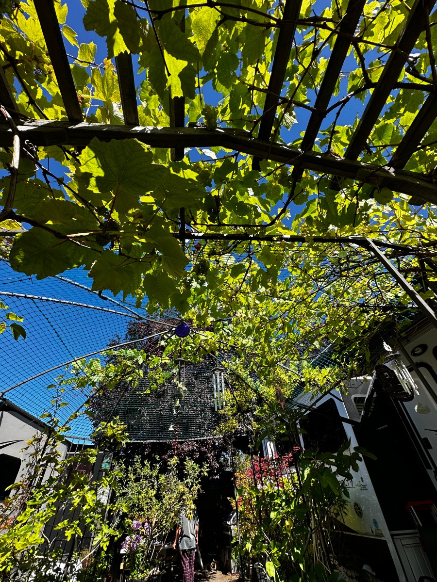 Tuesday #bookreviews- The St. Ambrose School for Girls by Jessica Ward ...